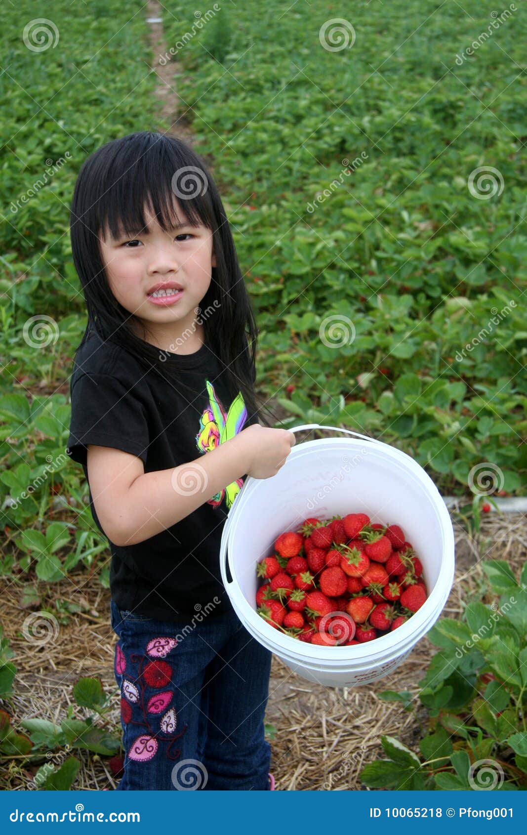 Young Girl Strawberry Picking Stock Photo - Image of girl, farm: 10065218
