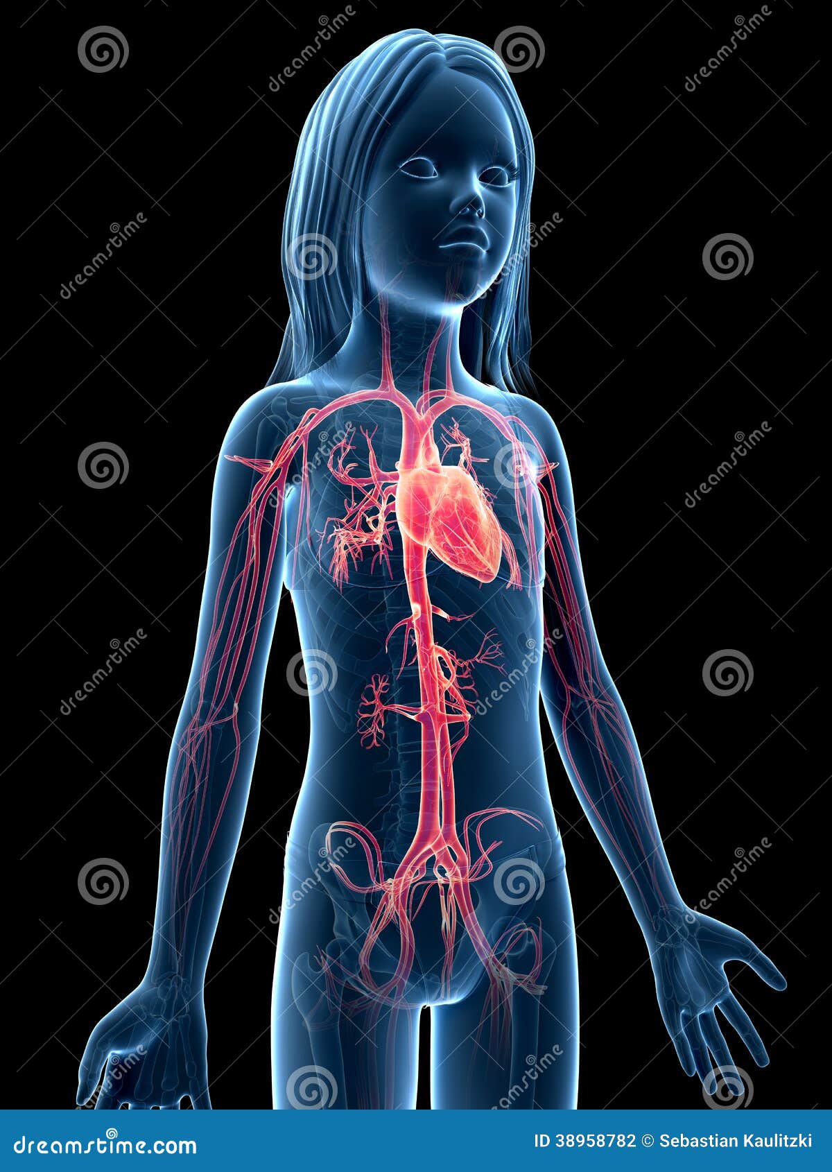 Young Girl - Vascular System Stock Illustration - Illustration of ...