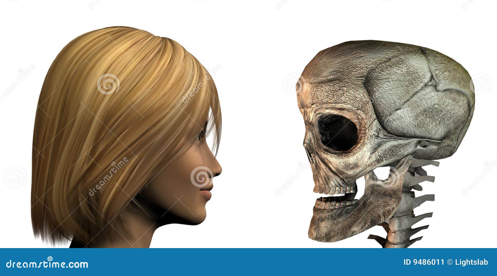 Skull Isolated On White Background. Cartoon Human Skull With Jaw ...