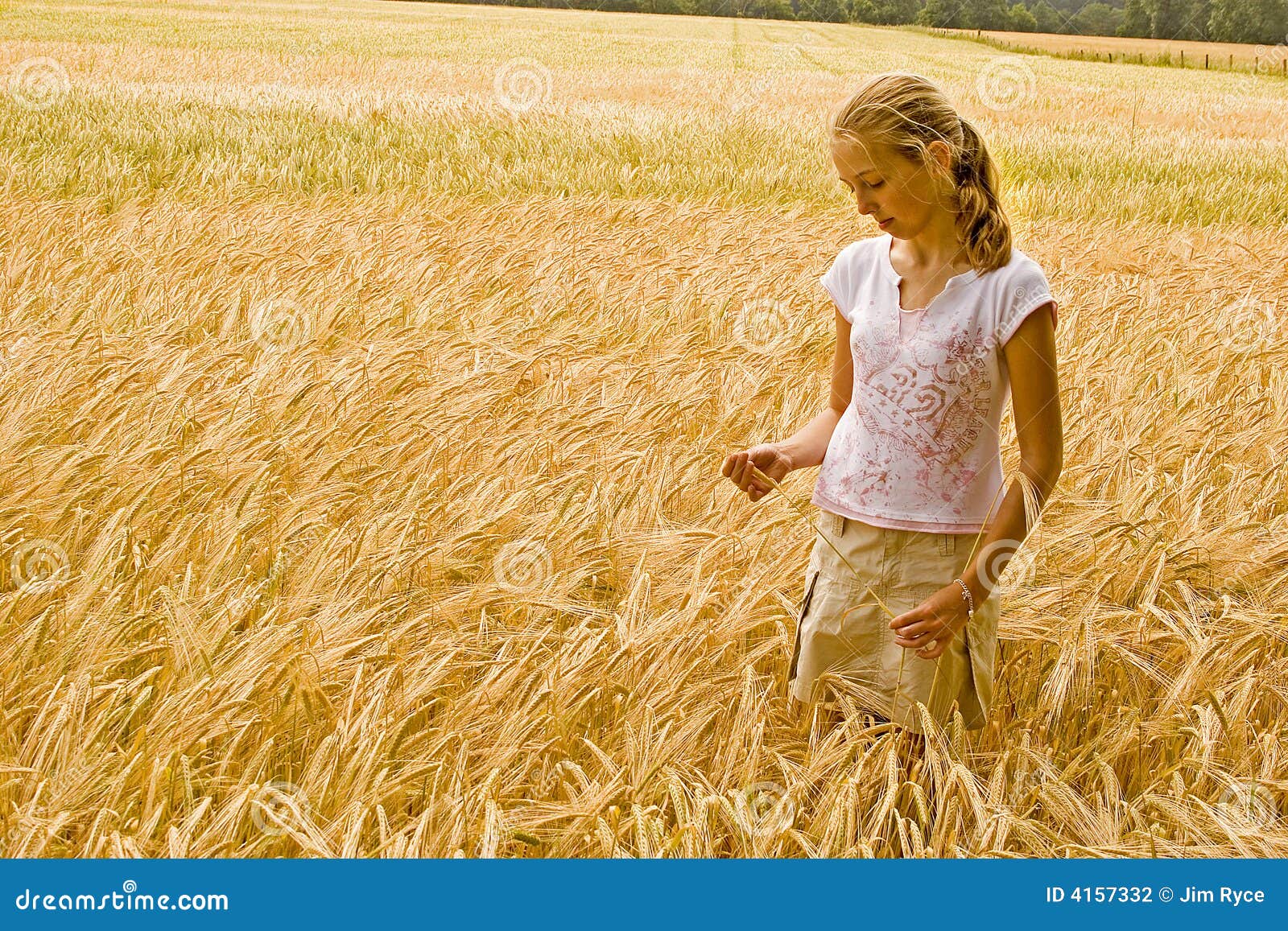 Young girl in wheat field stock photo. Image of farming - 4157332