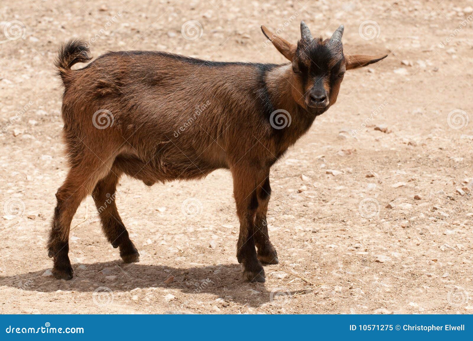 Young Goat stock image. Image of farm, cute, nature, livestock - 10571275