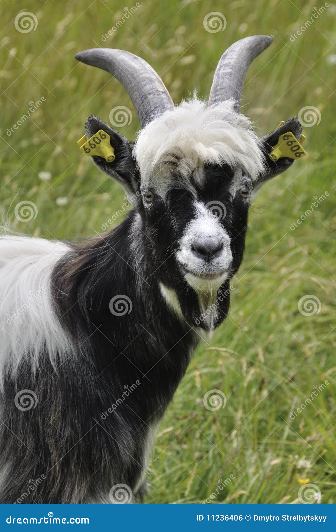 Young goat stock photo. Image of head, horned, hairy - 11236406