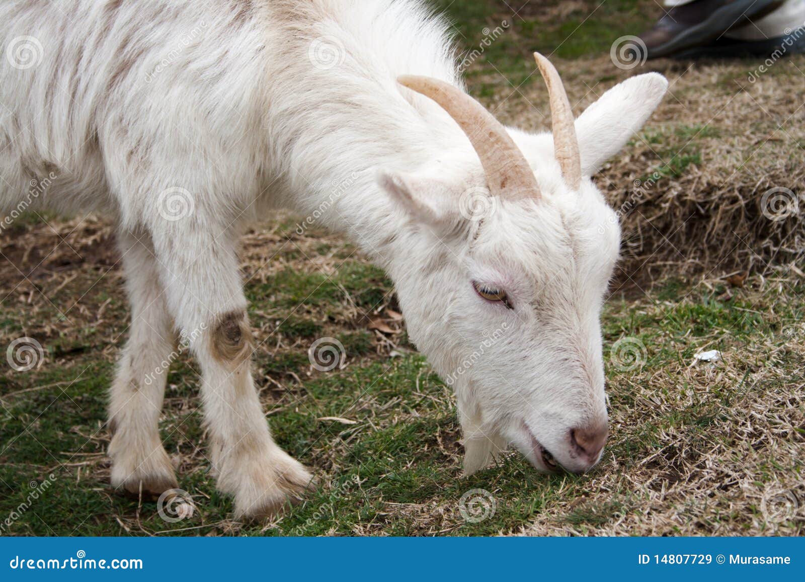 Young goat stock image. Image of animals, view, locations - 14807729
