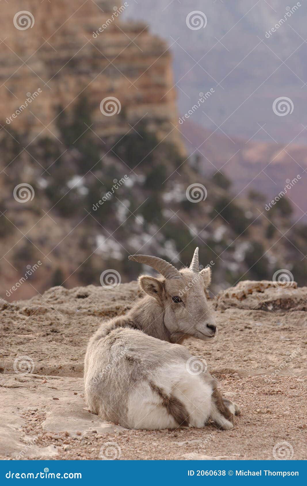Young Goat stock photo. Image of arizona, wildlife, animal - 2060638