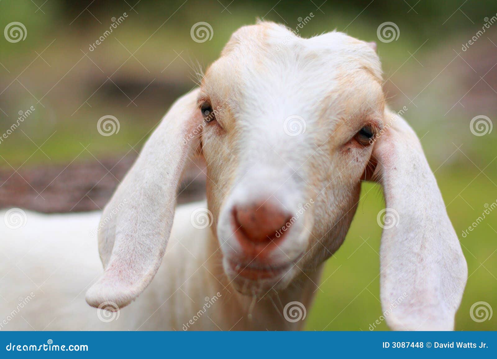 Young Goat stock photo. Image of caprine, goat, nannie - 3087448