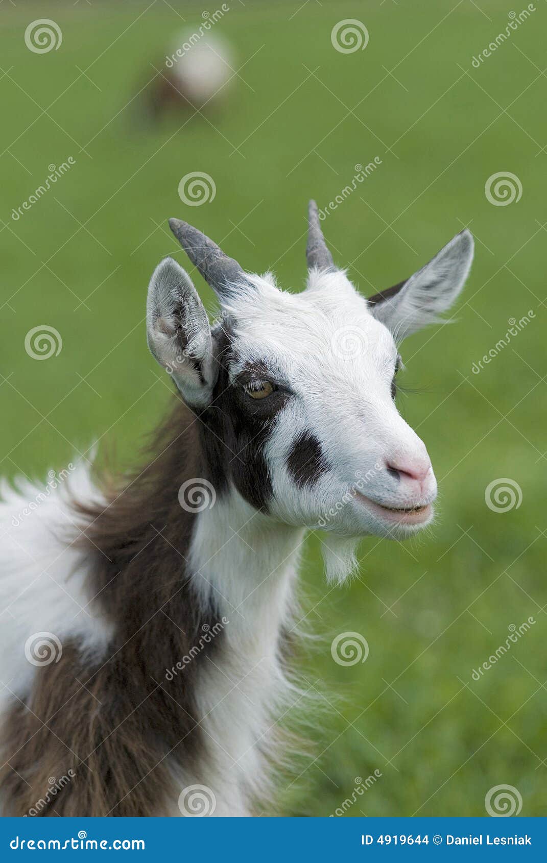 Young goat stock photo. Image of zakopane, poland, herd - 4919644