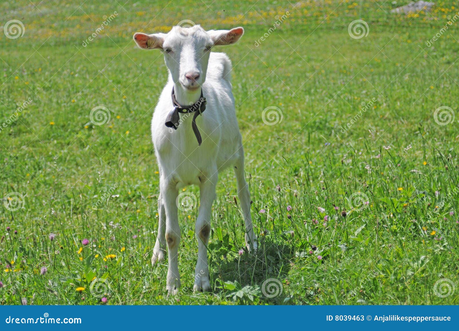 Young goat stock image. Image of green, autumn, livestock - 8039463