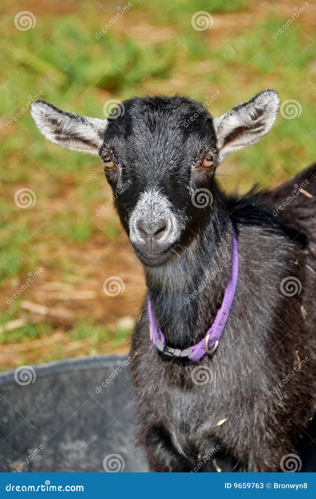 Young Goat stock image. Image of collar, barnyard, young - 9659763