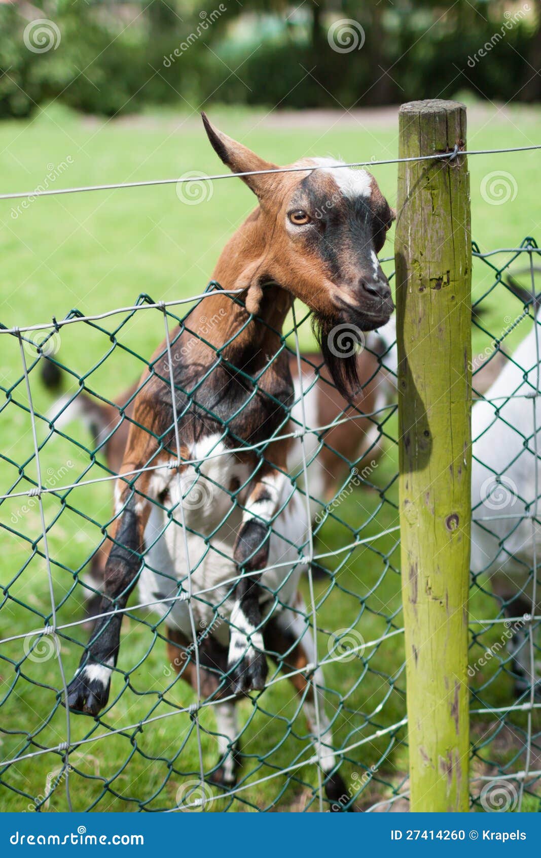 Young goat behind a gate stock photo. Image of petting - 27414260