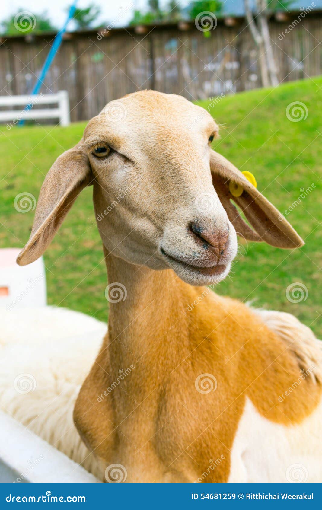 Young goat stock image. Image of green, food, lying, horn - 54681259
