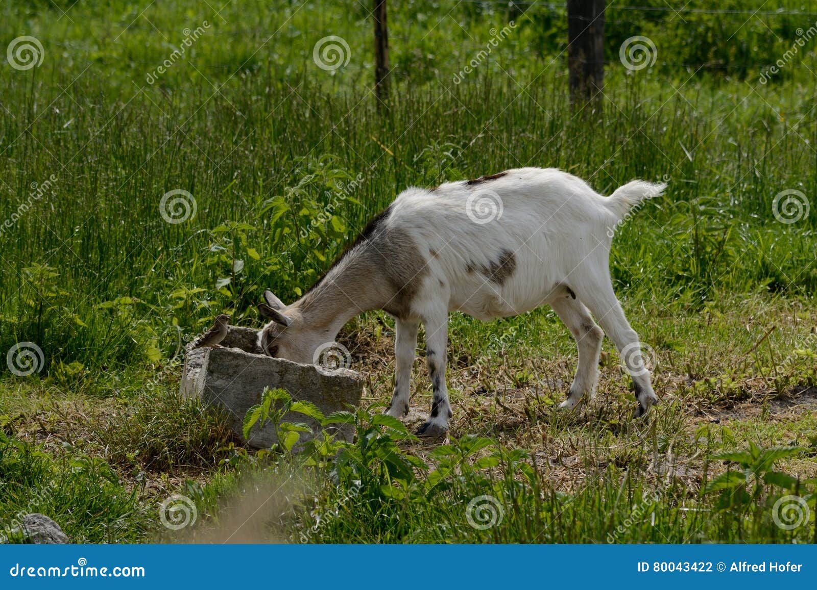 Young goat drinking stock photo. Image of agriculture - 80043422
