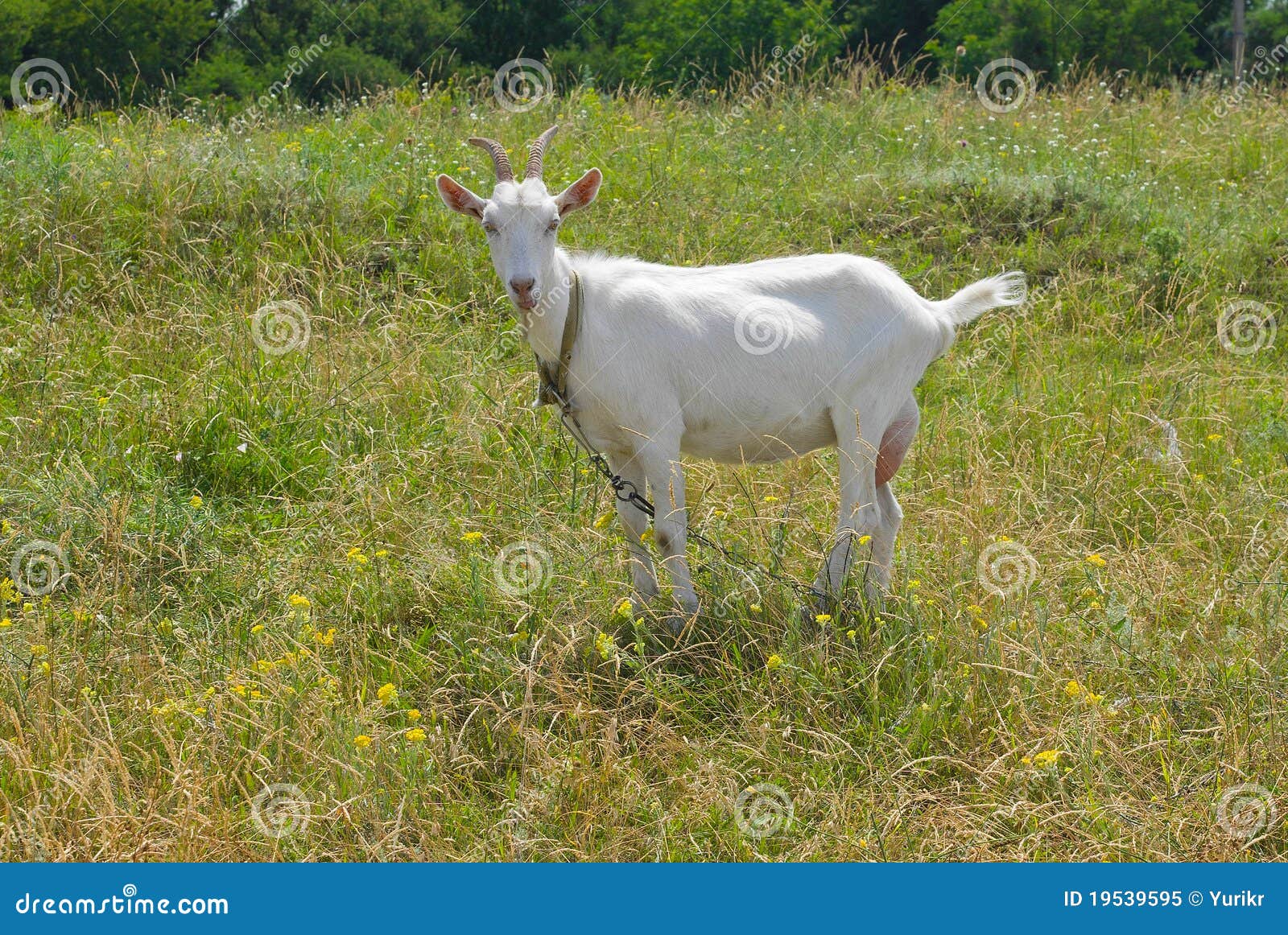 Young Goat Female On A Summer Pasture Royalty Free Stock Photo - Image ...