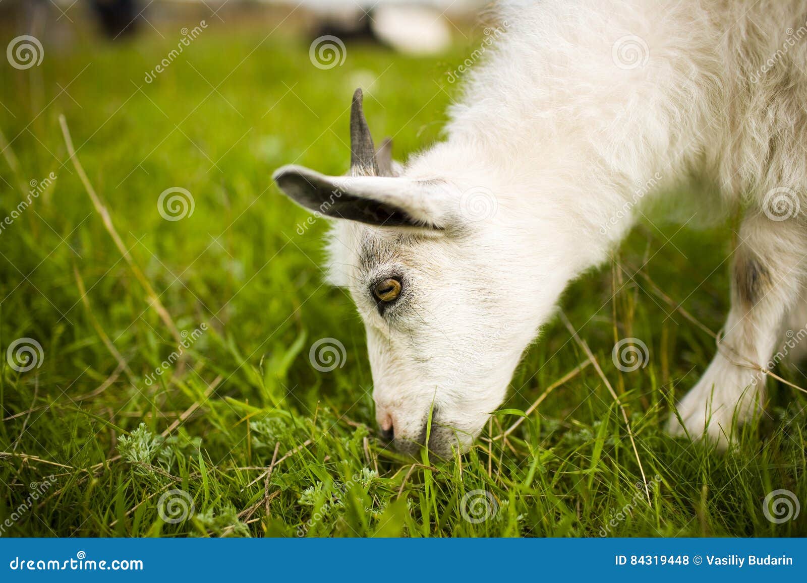 Young Goat Grazing in a Meadow. Stock Photo - Image of little, animal ...