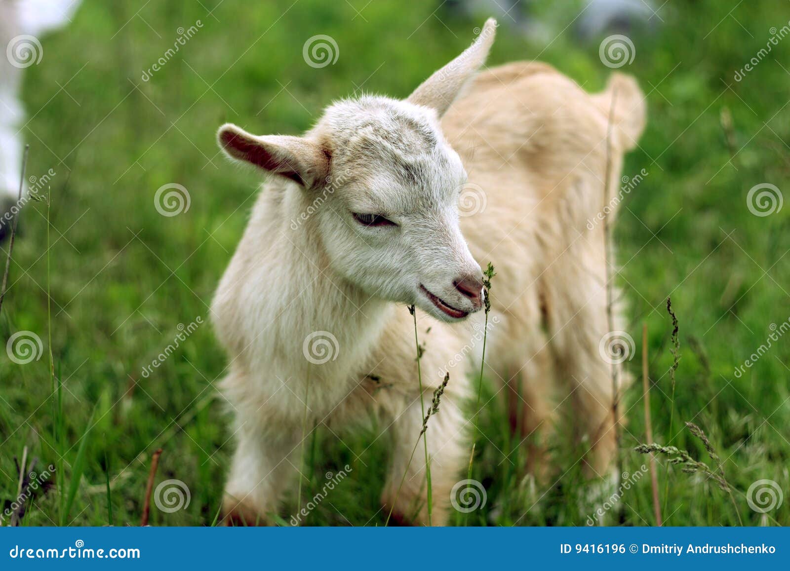 Young goat kid stock photo. Image of close, mammal, juvenile - 9416196