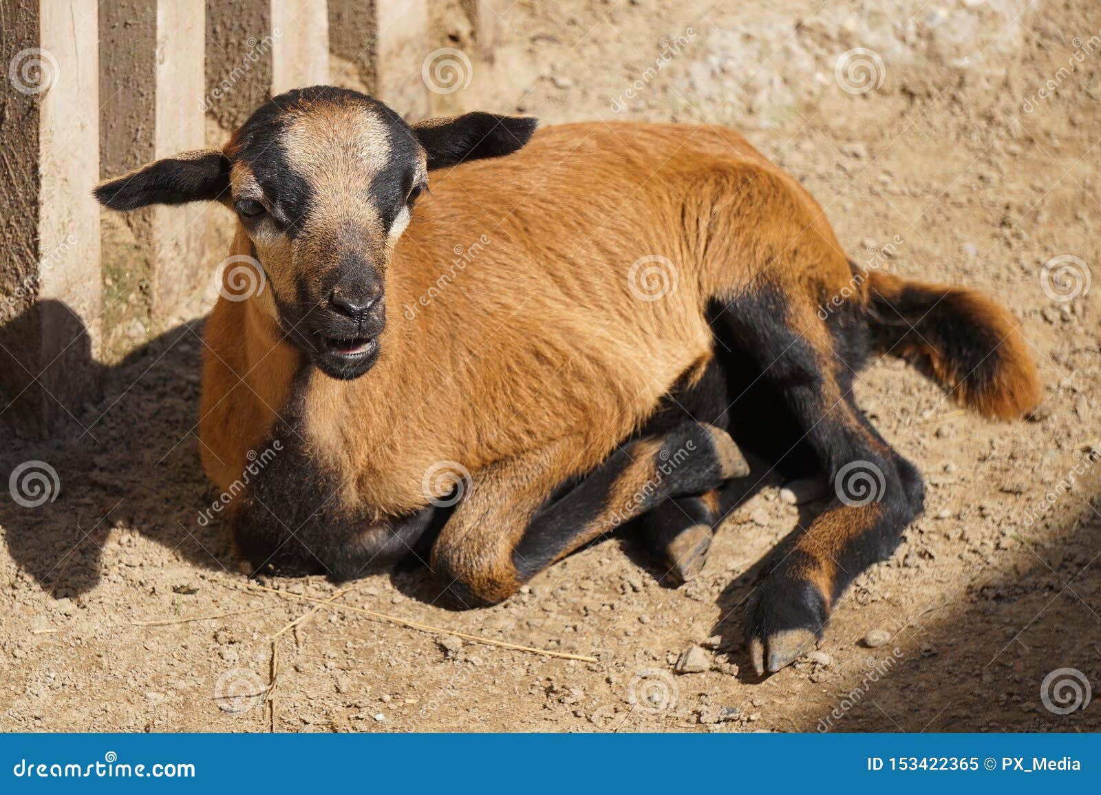 Young Goat Laying on a Ground Stock Image - Image of resting, laying ...