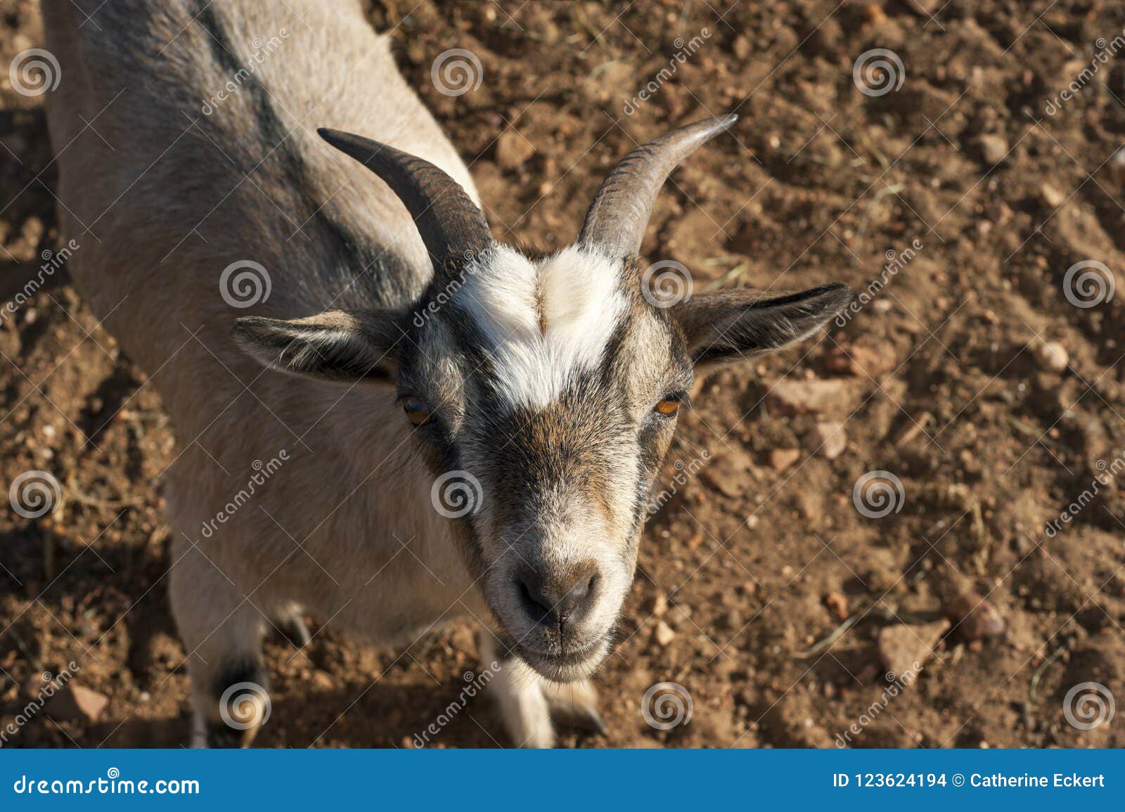 A Young Goat Looking at the Camera Stock Photo - Image of looking ...