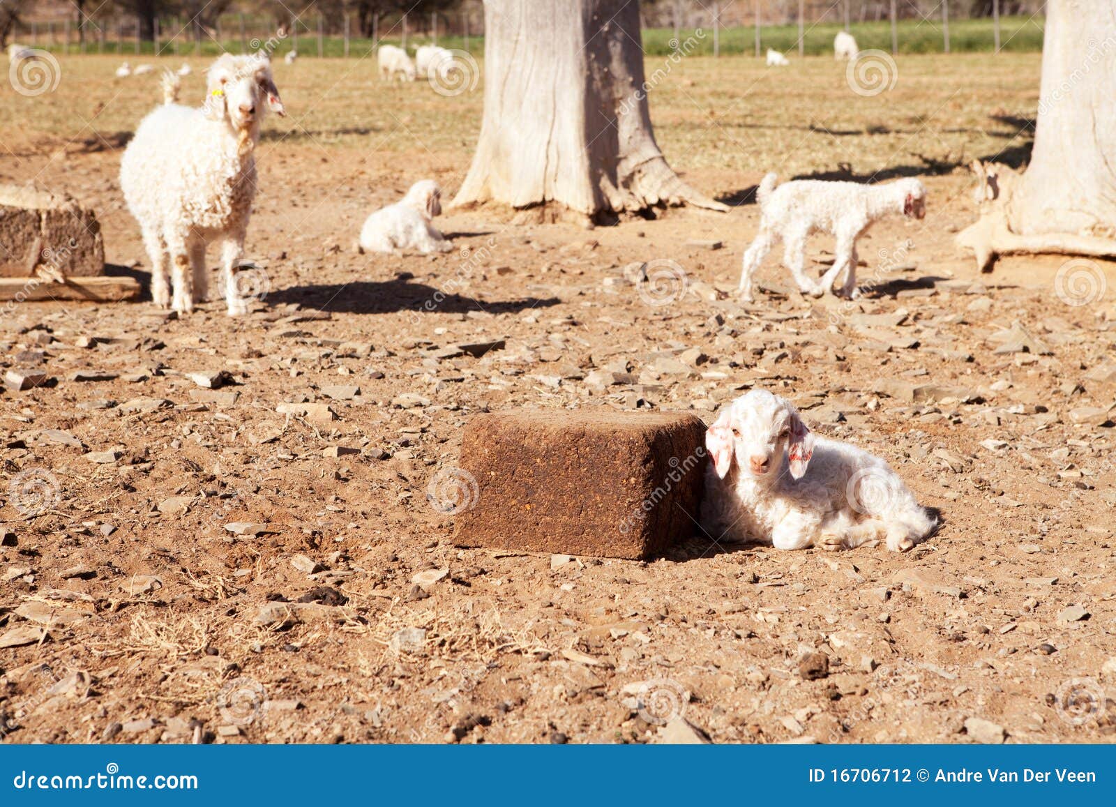 Young Goat Lying Down with Adult Watching Stock Photo - Image of plants ...