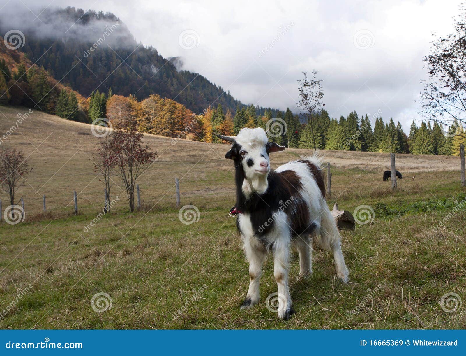 Young Goat in a Natural Environment Stock Image - Image of pasture ...