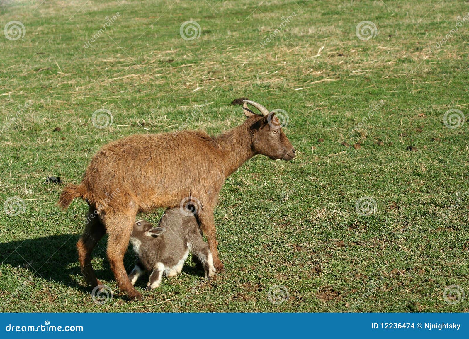 Young Goat Nursing in a Field Stock Photo - Image of domestic, mammal ...