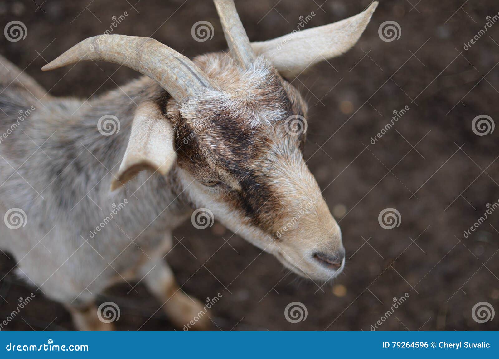 Young goat stock photo. Image of close, focused, autumn - 79264596