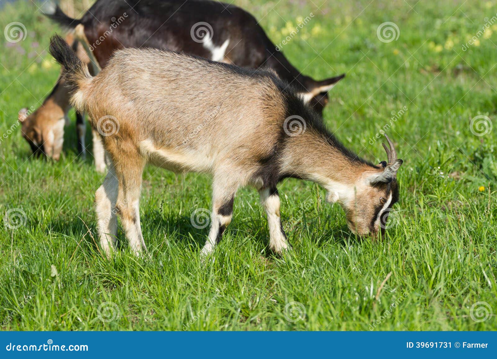 Young goat pasture stock image. Image of graze, goat - 39691731