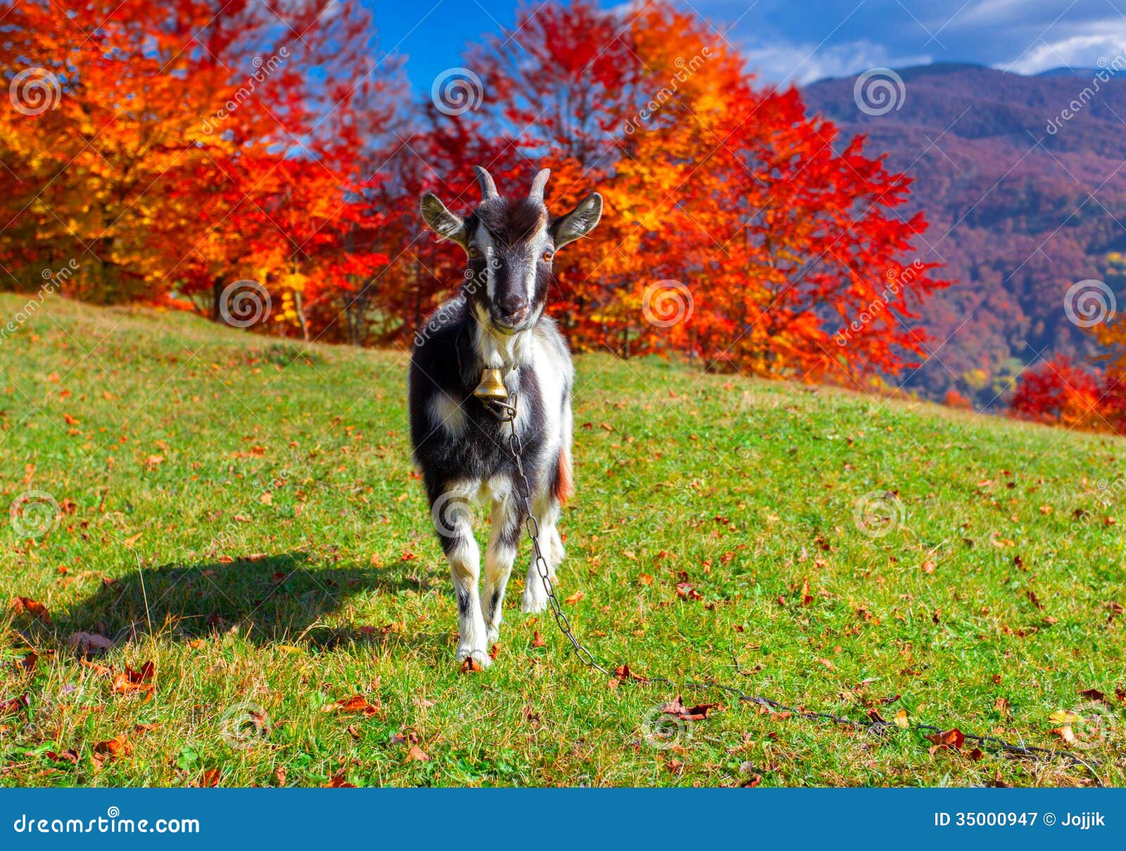 Young goat on pasture stock image. Image of beautiful - 35000947