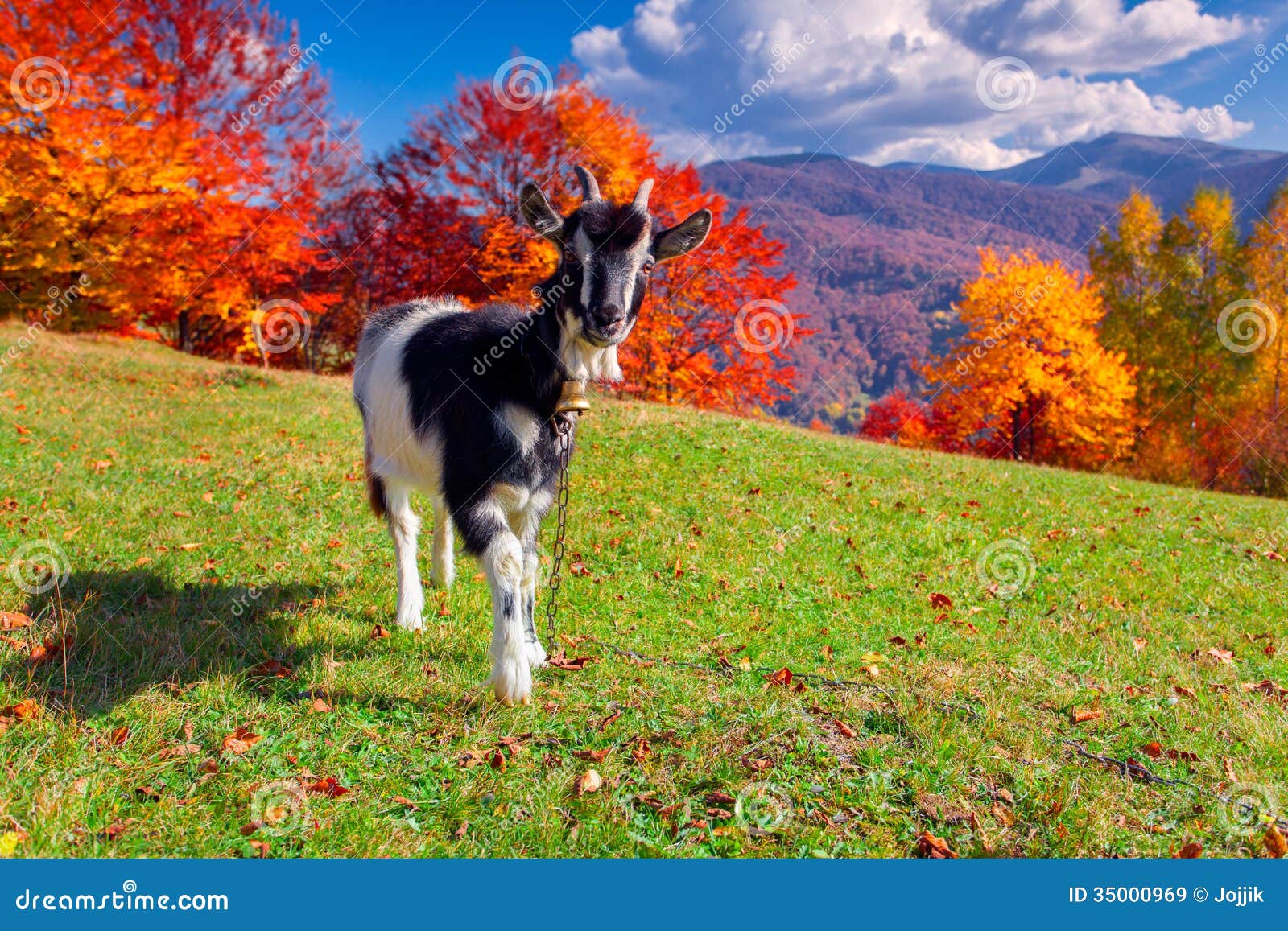 Young goat on pasture stock image. Image of domestic - 35000969