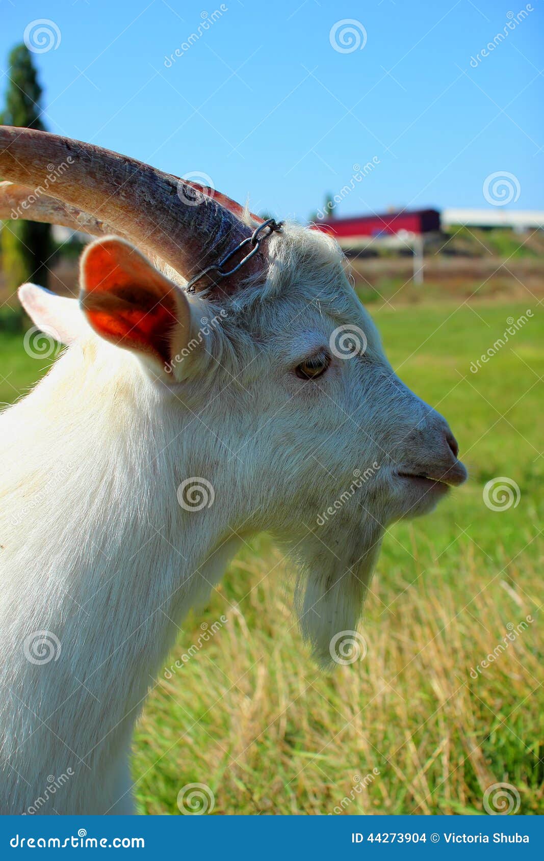Young goat in profile stock photo. Image of mammal, summer - 44273904