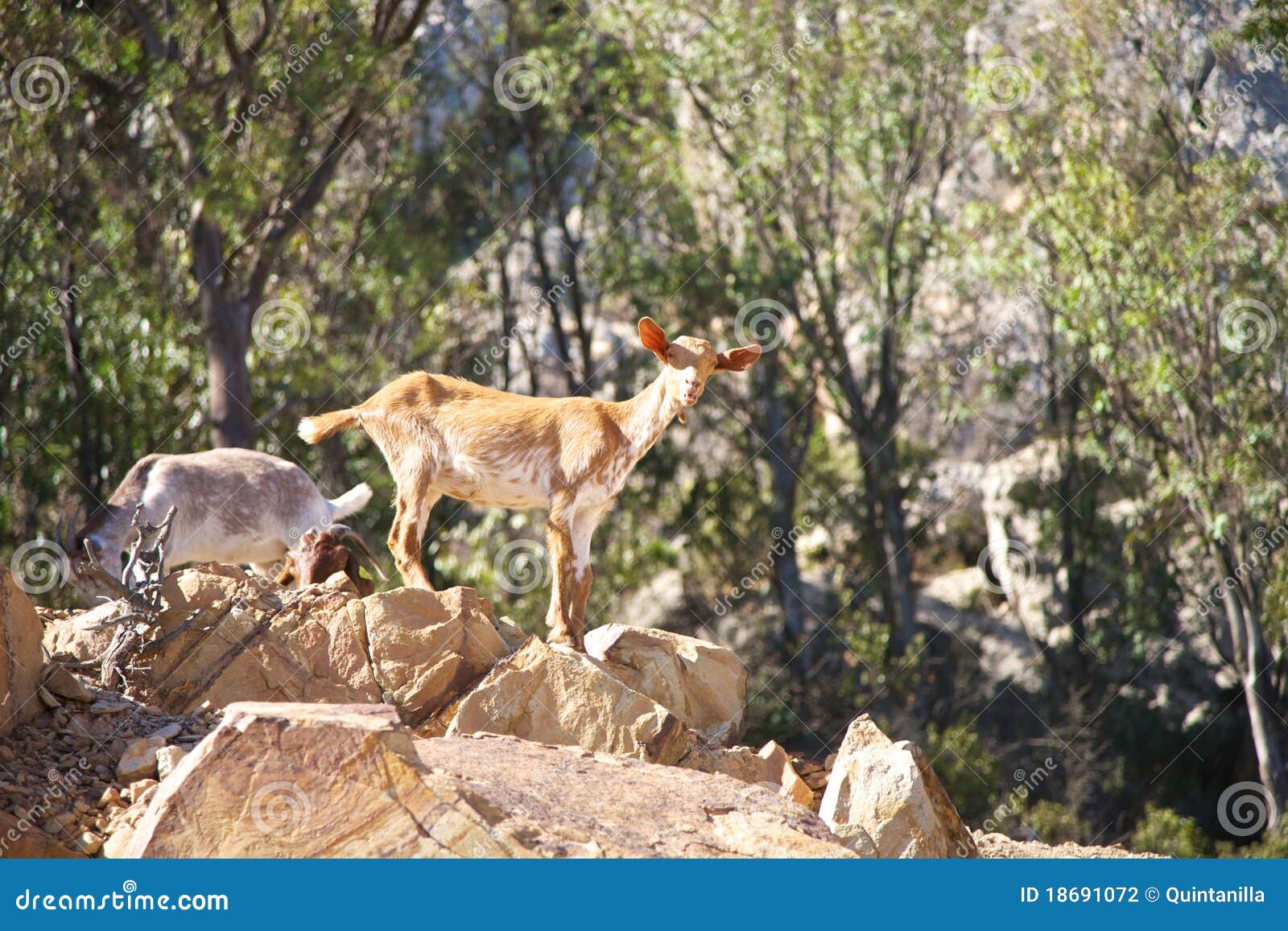 Young goat on rock stock photo. Image of outdoor, mountain - 18691072