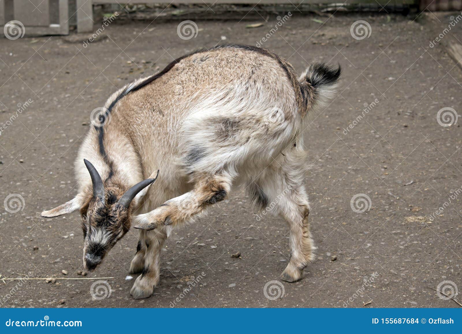A young goat scratching stock photo. Image of billy - 155687684