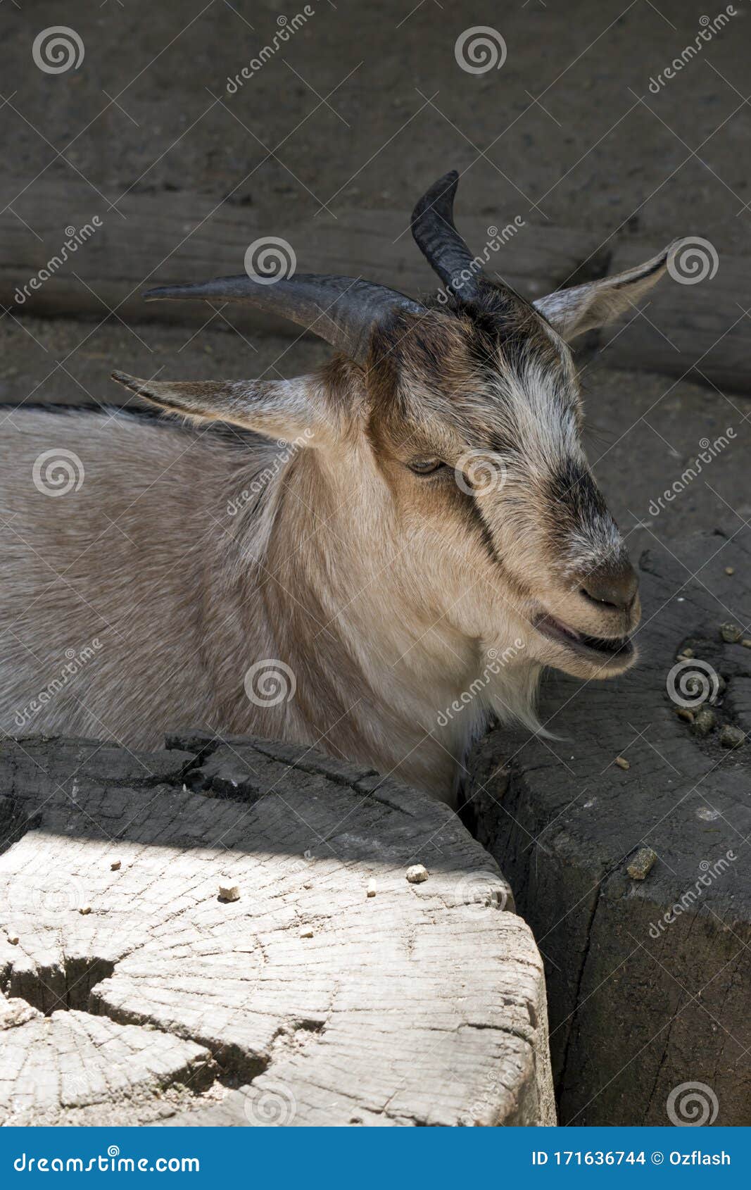 This is a Young Goat with Short Horns Stock Photo - Image of goat, farm ...