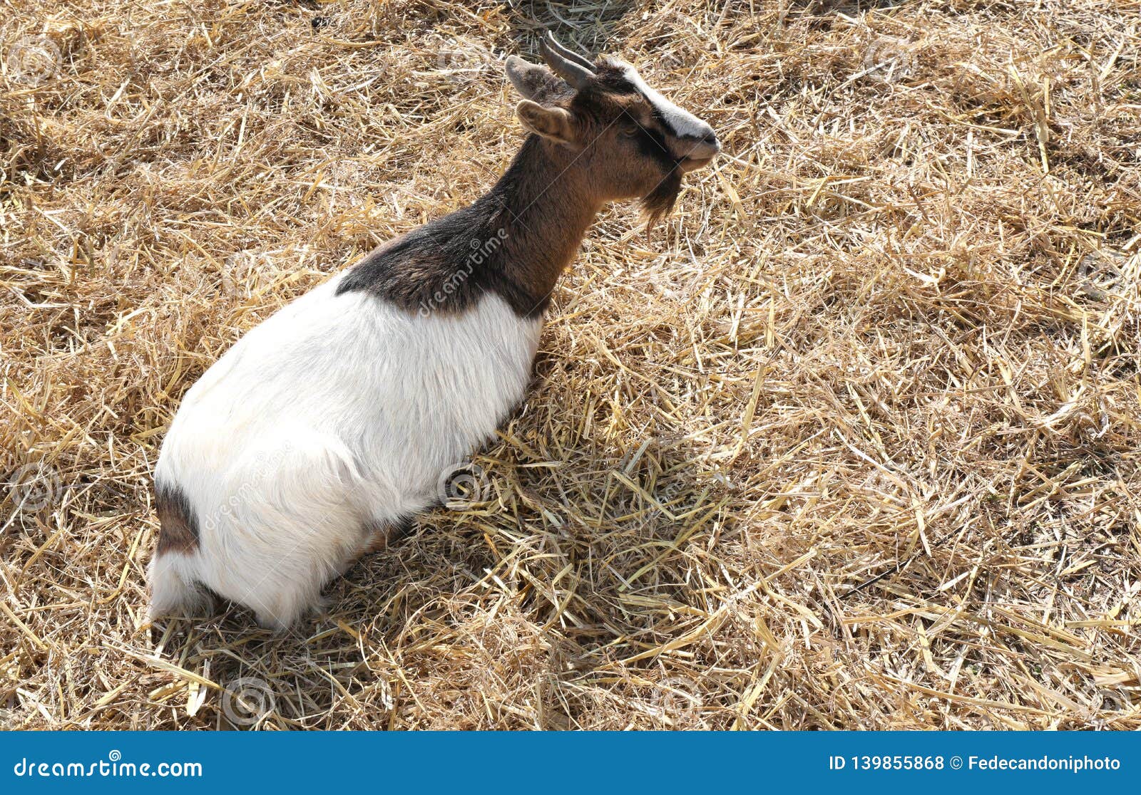 Young Goat on the Sty in the Stable Stock Photo - Image of animal, goat ...