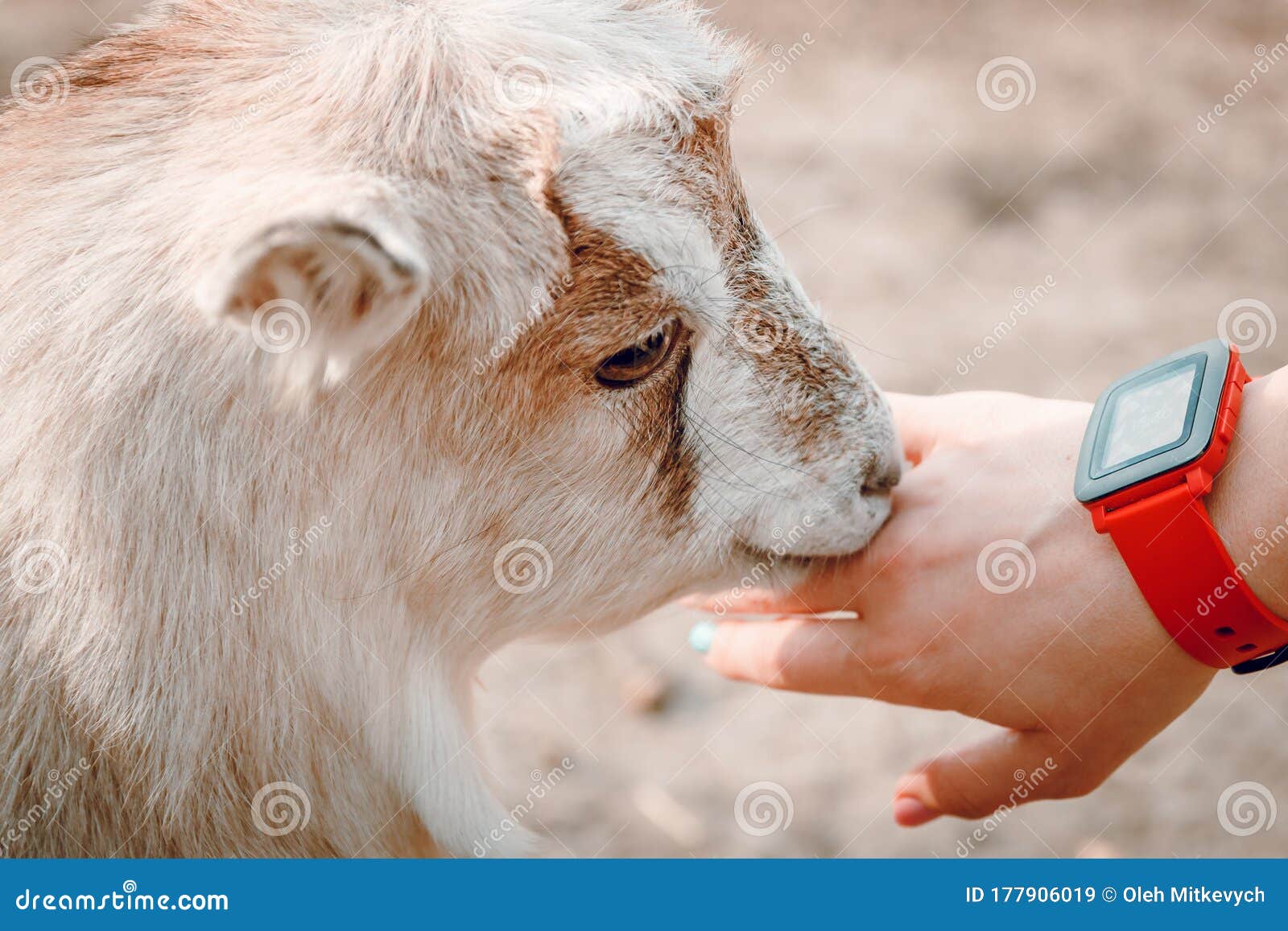 Female Hands Stroking a Small Goat in the Wild. Stock Image - Image of ...