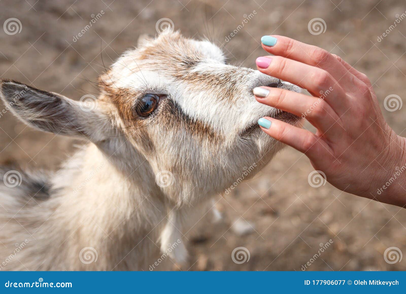 Young Goat, and a Woman`s Hand Stock Image - Image of happy, green ...