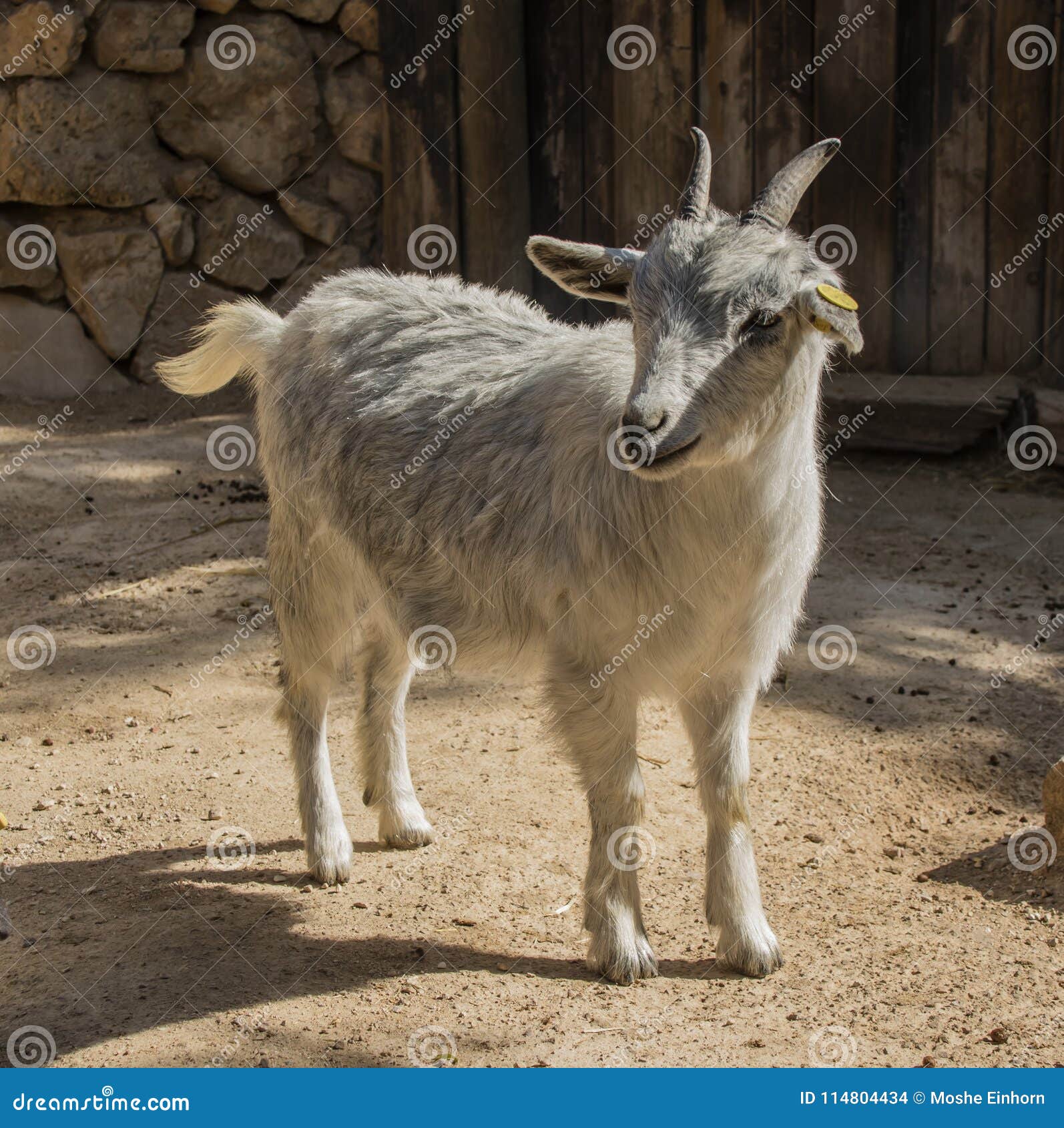 A Young Goat stock photo. Image of sunlight, capricorn - 114804434