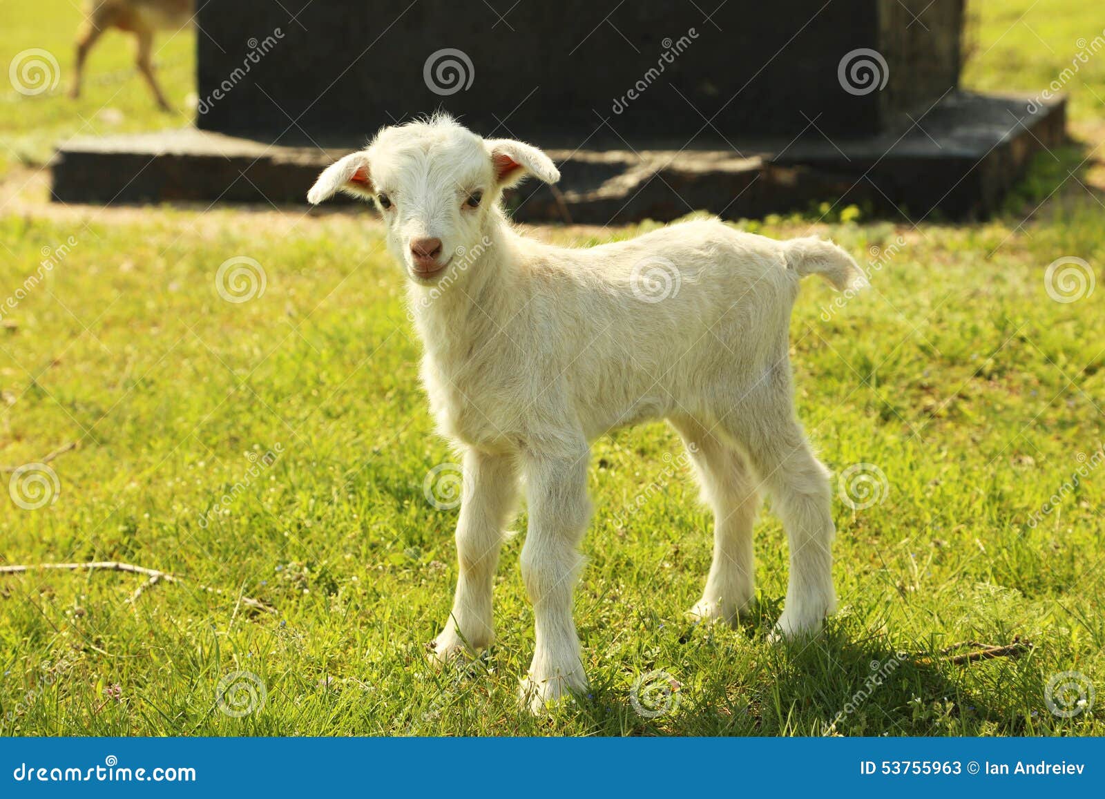 Young goatling outdoors stock image. Image of goatling - 53755963