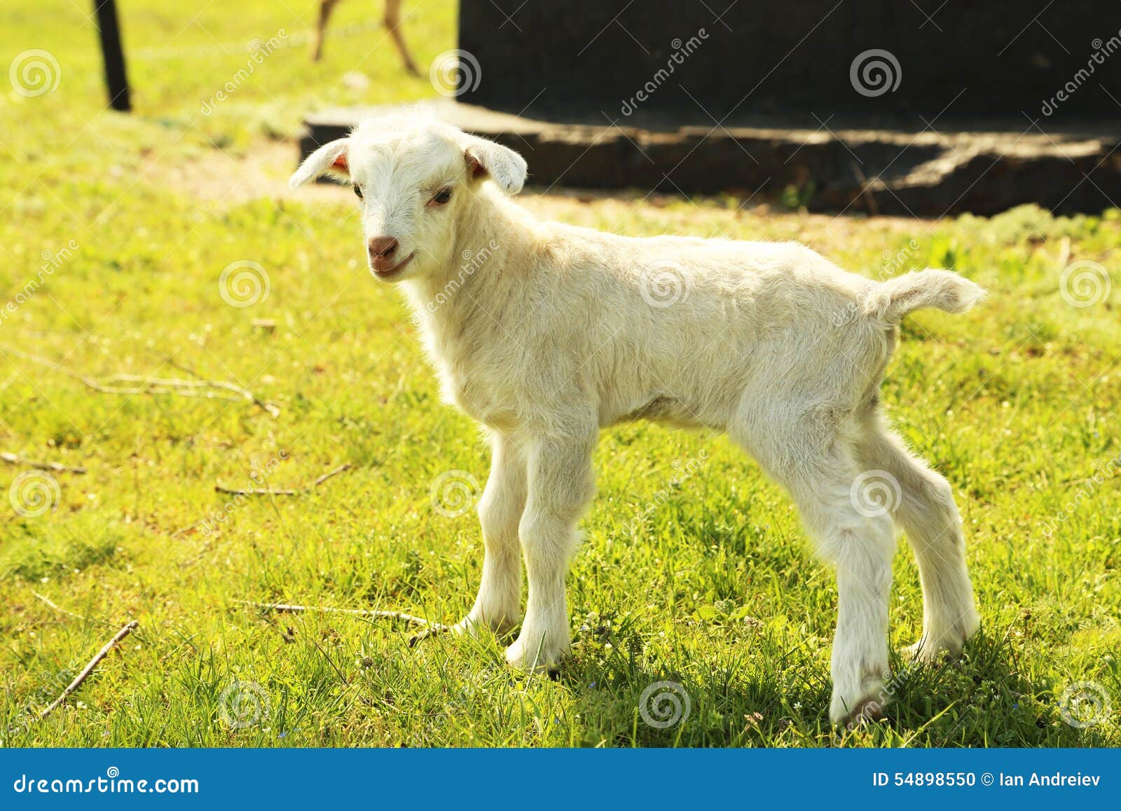 Young goatling stock photo. Image of field, friend, nature - 54898550
