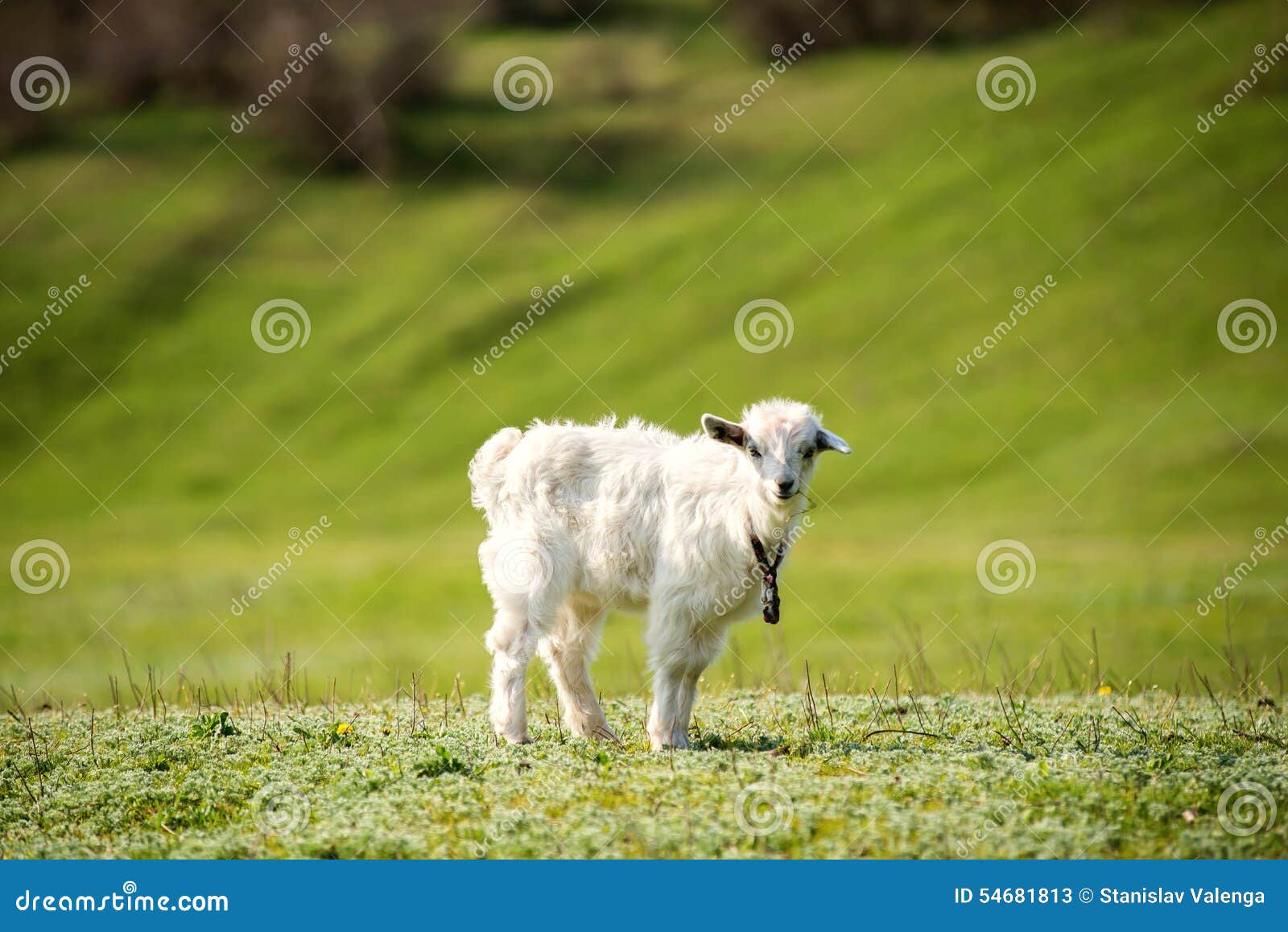 Young goatling outdoors stock image. Image of goat, countryside - 54681813