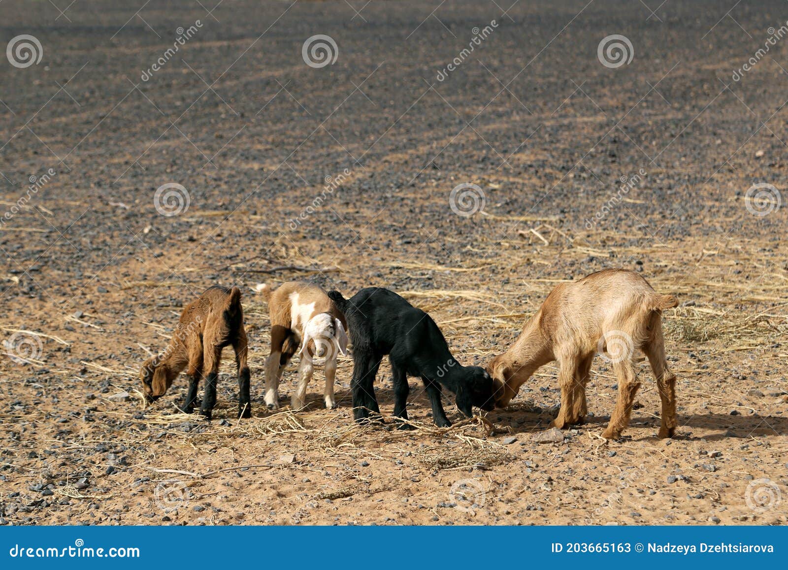 Young Goats at a Berber Nomad Camp in the Sahara Desert in Morocco ...