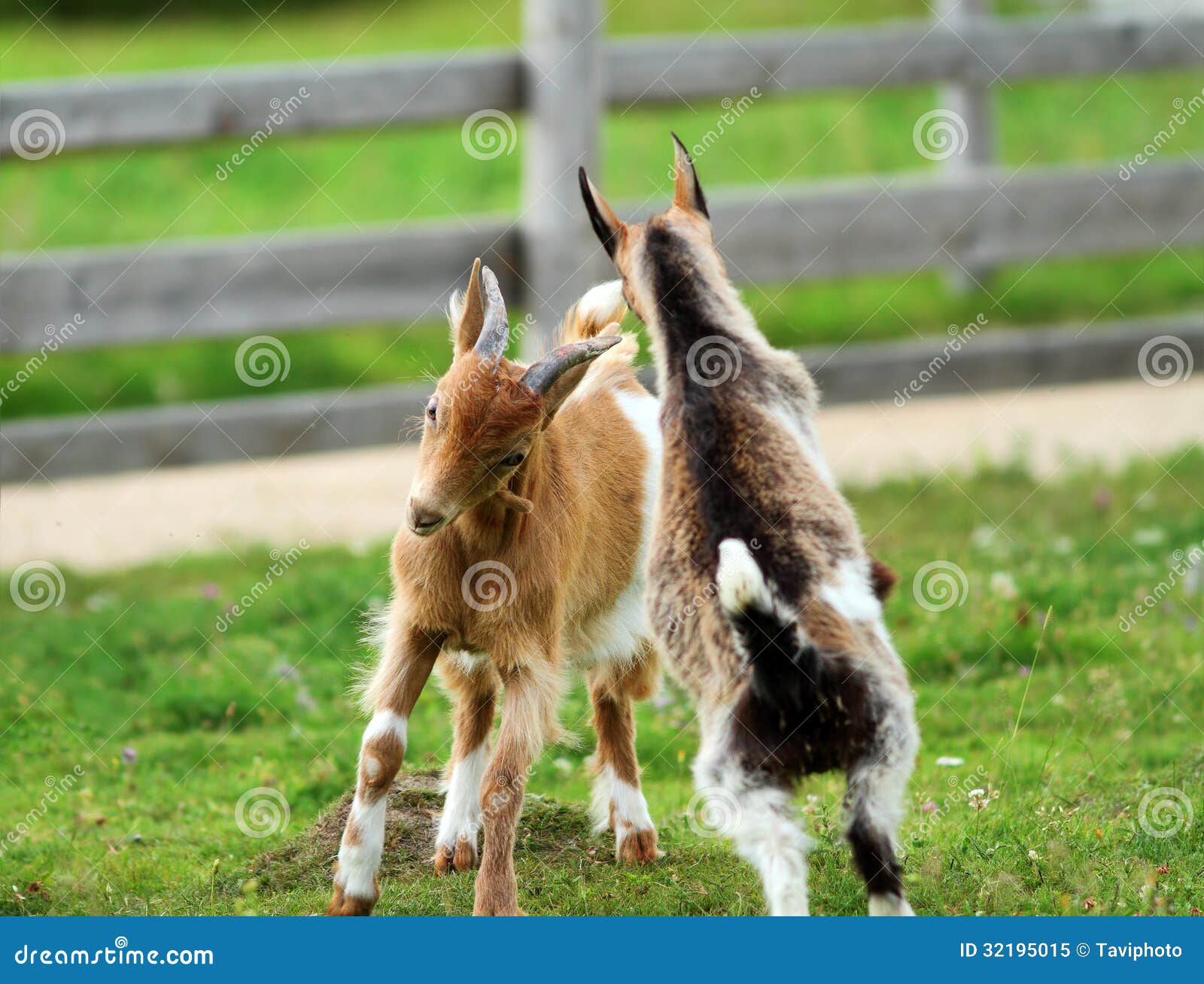 Young goats fighting stock image. Image of fight, goat - 32195015