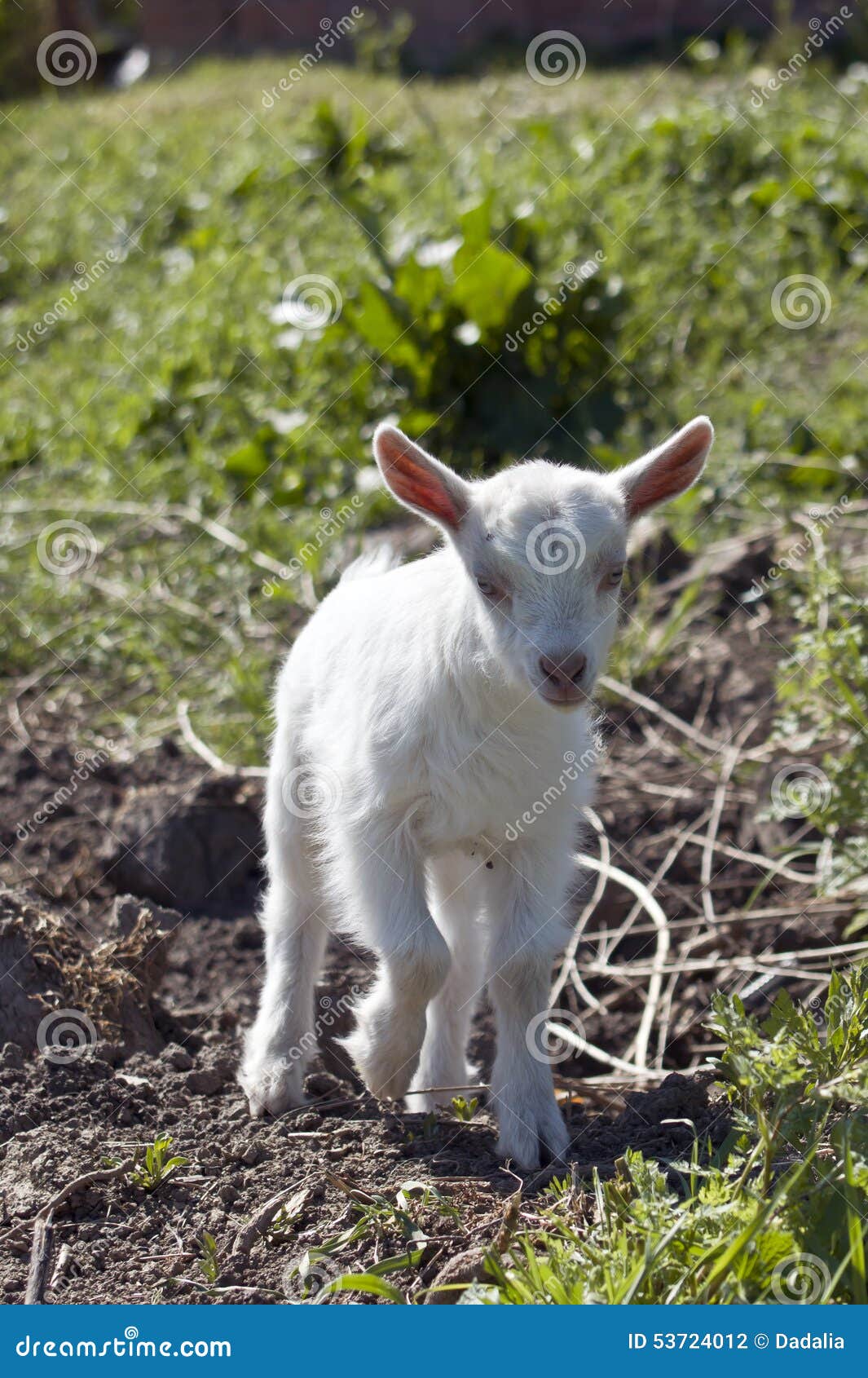 Young goats. stock photo. Image of portrait, horn, agriculture - 53724012