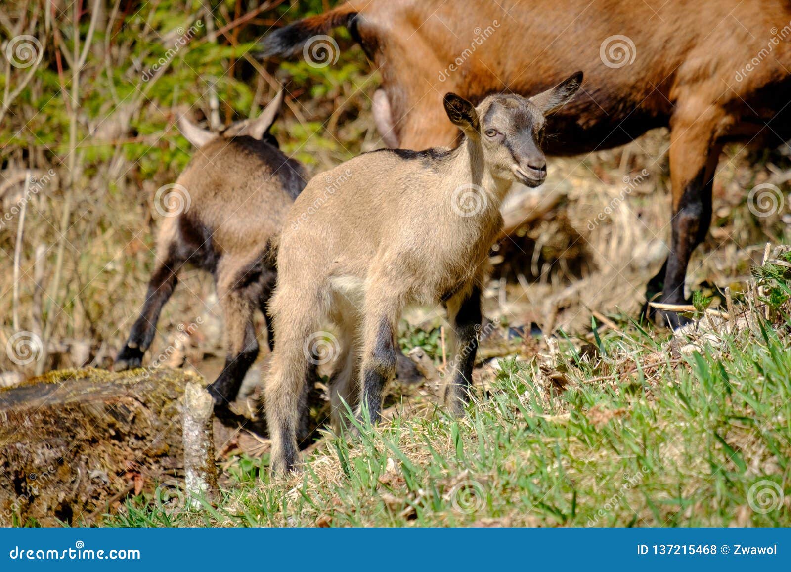 Young Goats on a Meadow in Bavaria, Germany Stock Photo - Image of ...