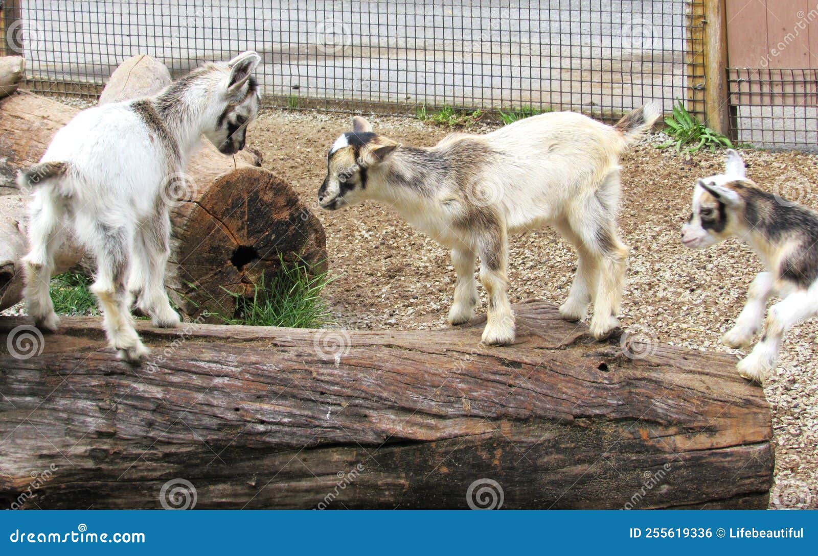 Young goats stock photo. Image of goat, bovine, goats - 255619336