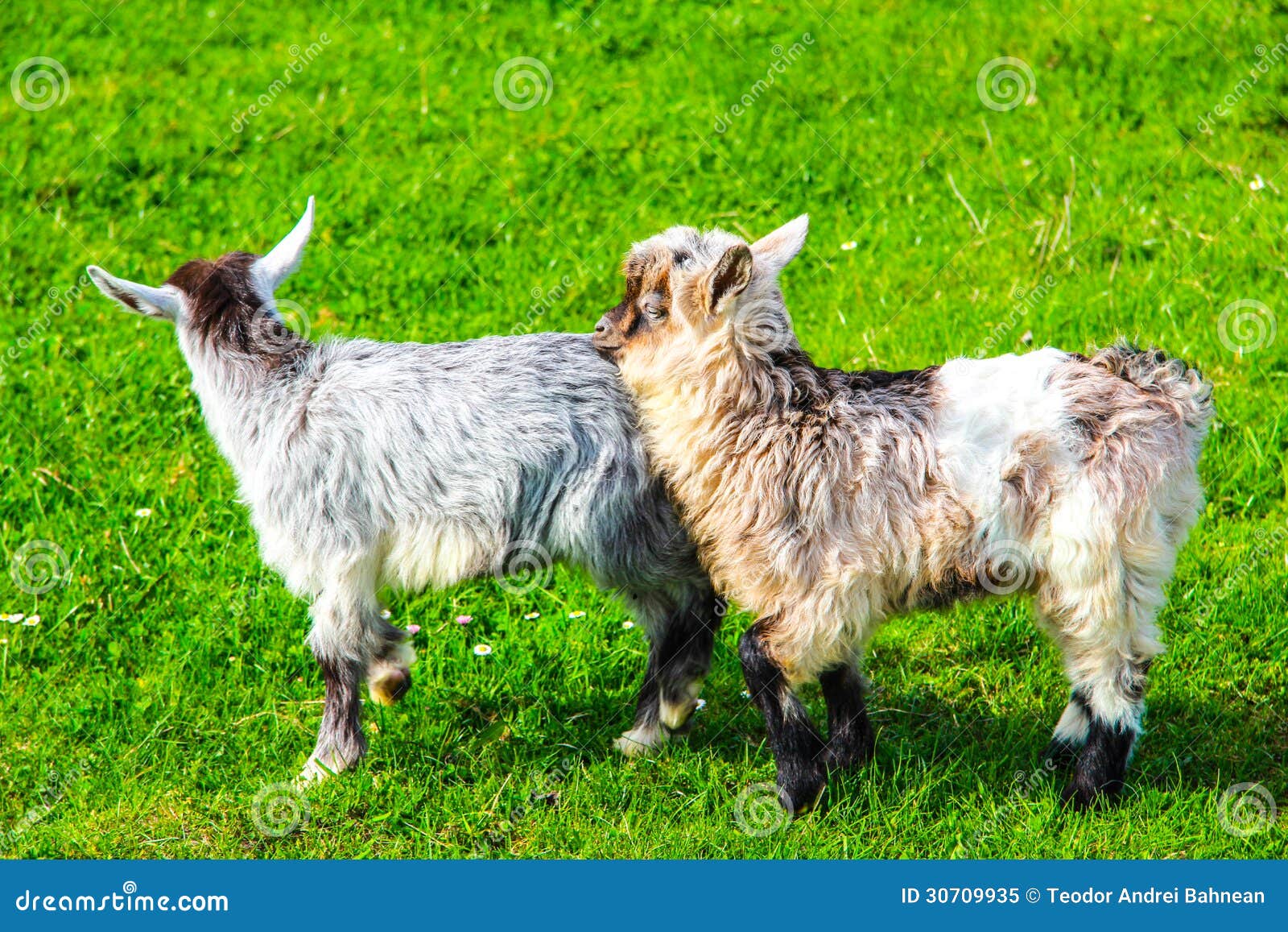 Two Young Goats Play-fight With Their Heads At An Animal Farm Stock ...