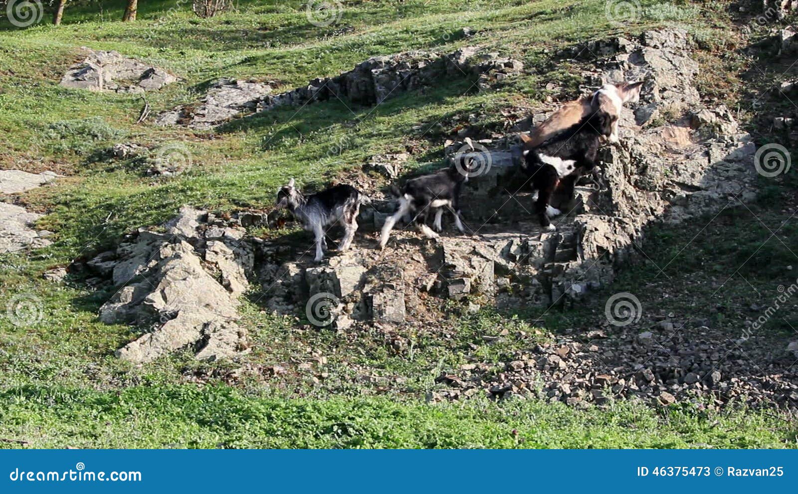 Young goats playing stock video. Video of goat, domestic - 46375473