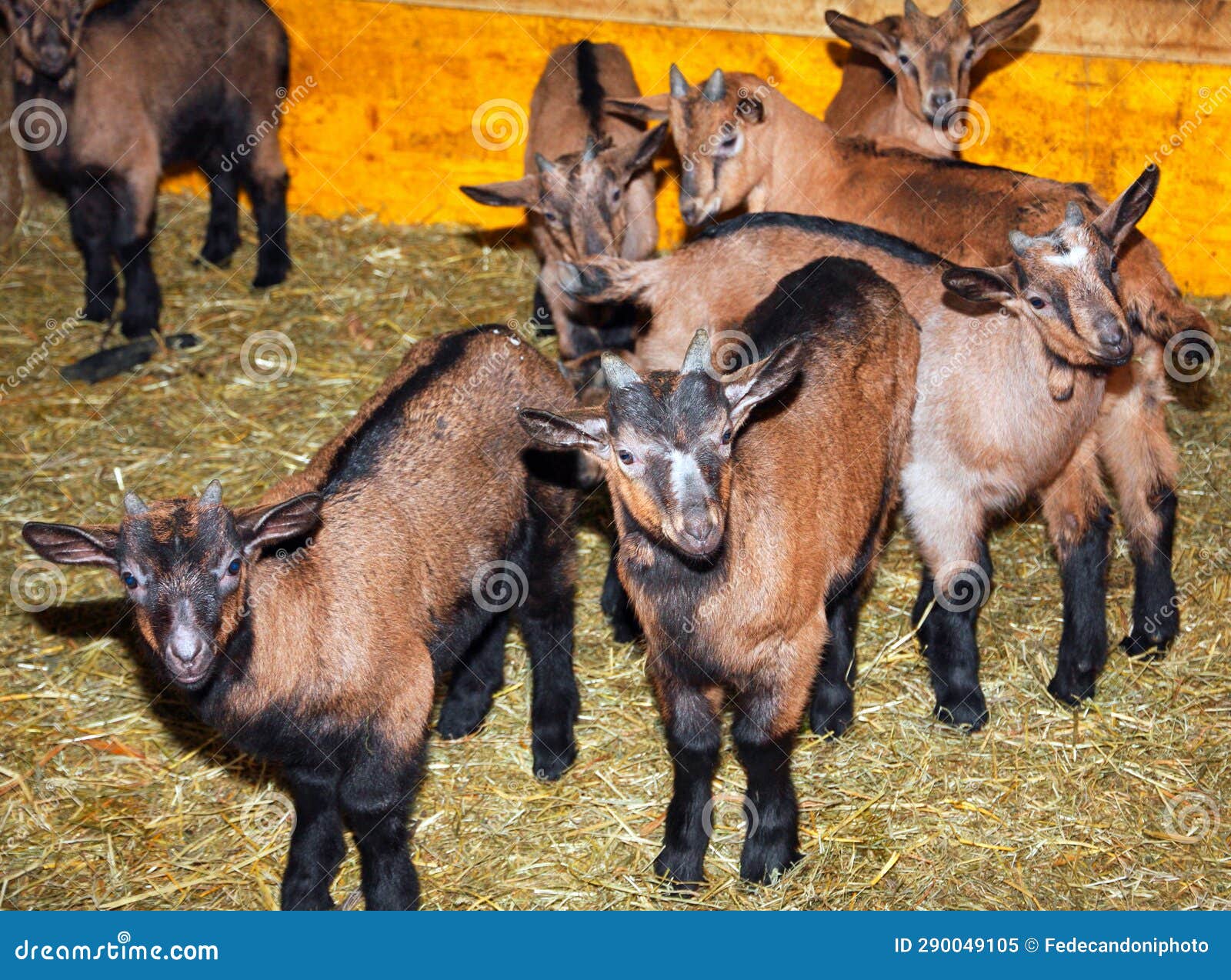 Young Goats in the Stable with Straw and Black Paws Stock Image - Image ...