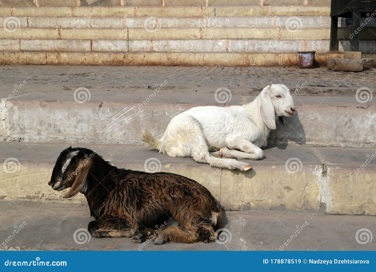 Young Goats on the Steps of a Stone Staircase Stock Image - Image of ...