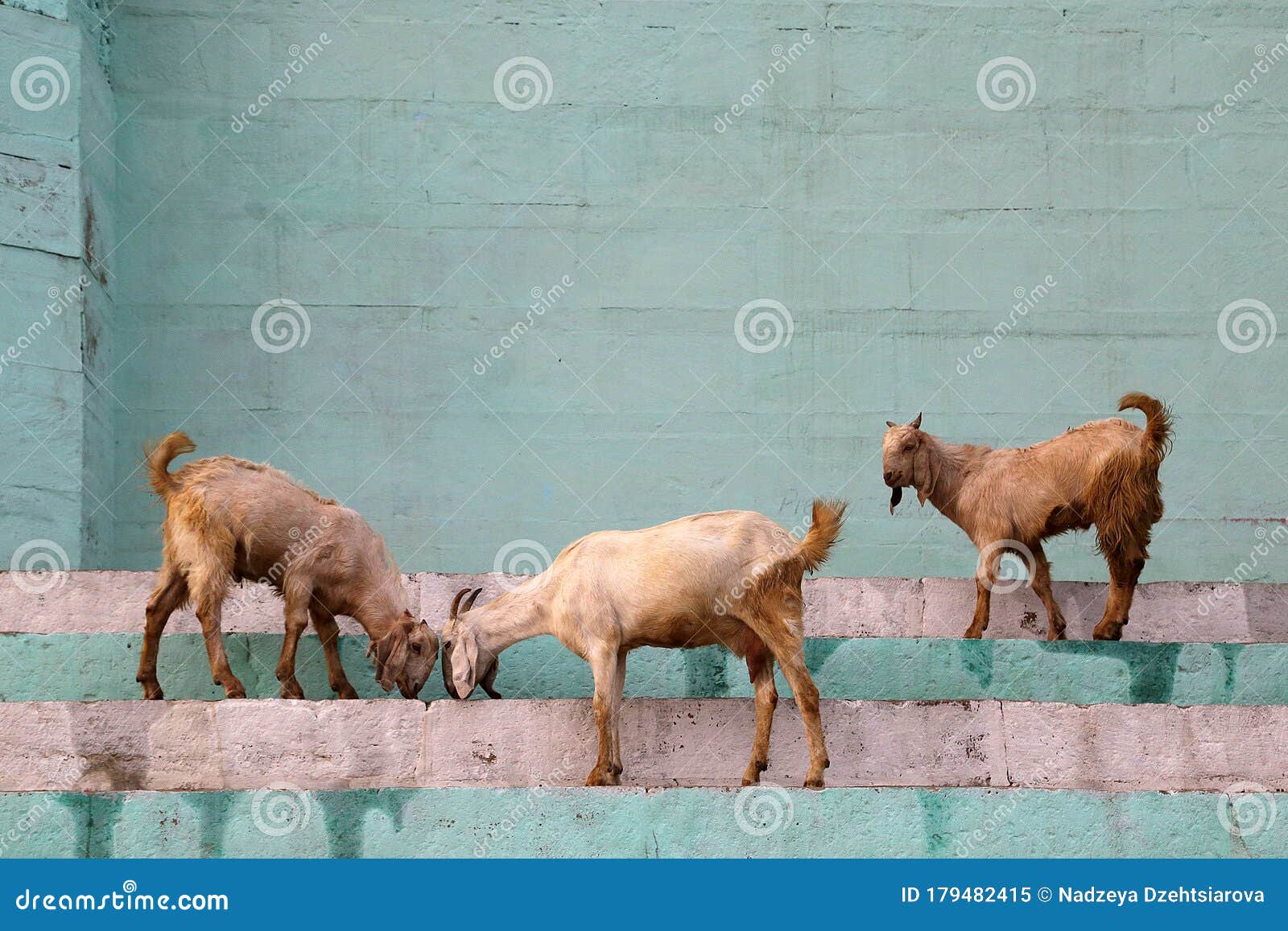 Young Goats on the Steps of a Stone Staircase Stock Image - Image of ...
