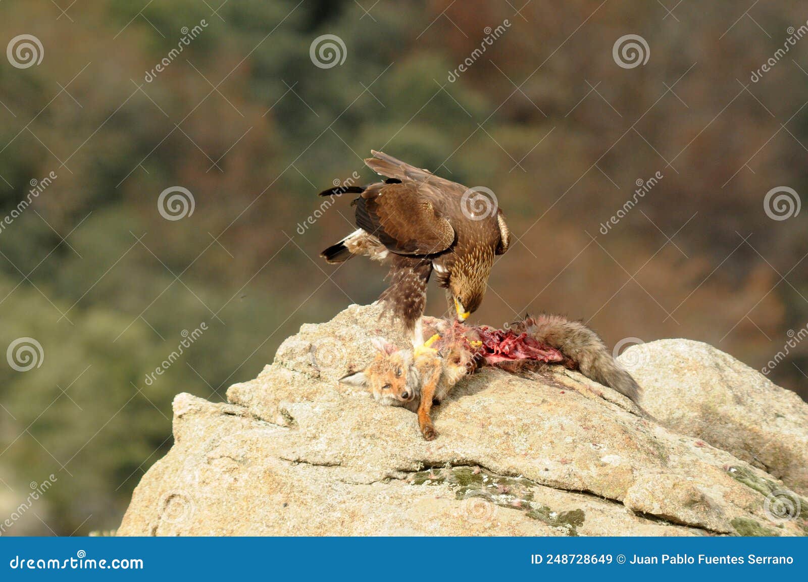 Young Golden Eagle Eats a Dead Fox Stock Image - Image of kite, field ...