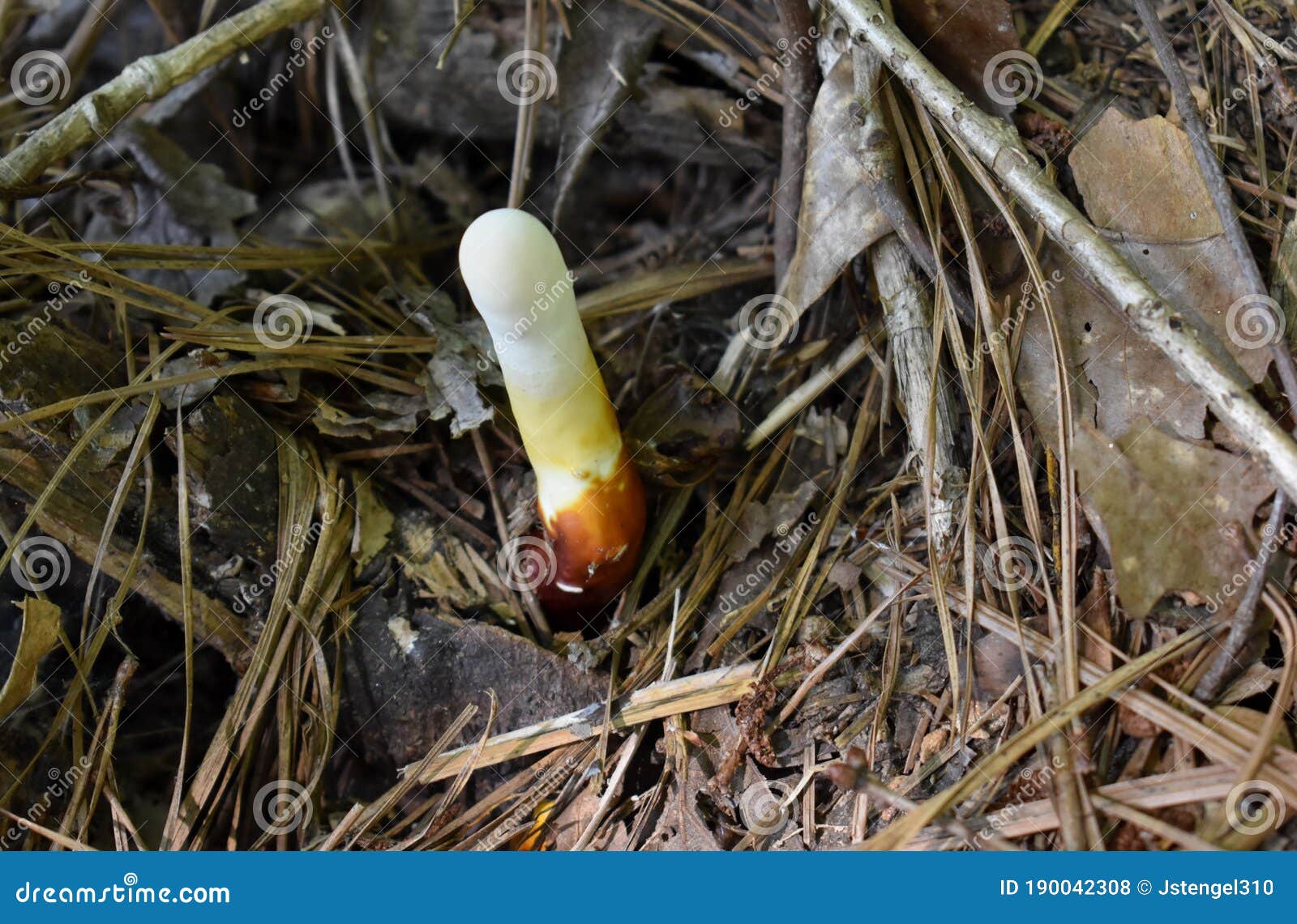 Young Golden Reishi Ganoderma Curtisii Mushroom Stock Photo - Image of ...